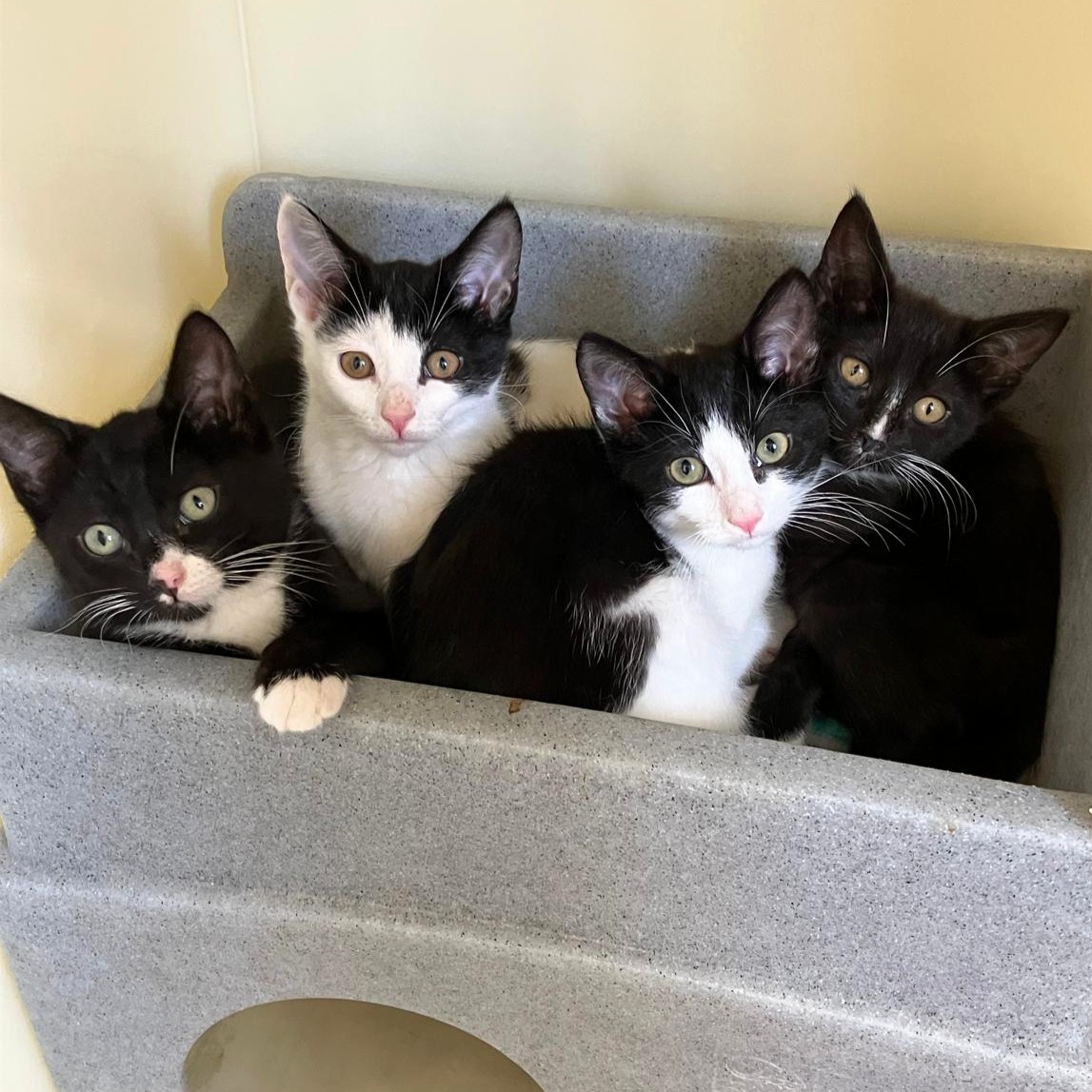 Cats Available Now – Worthing Cat Welfare Trust