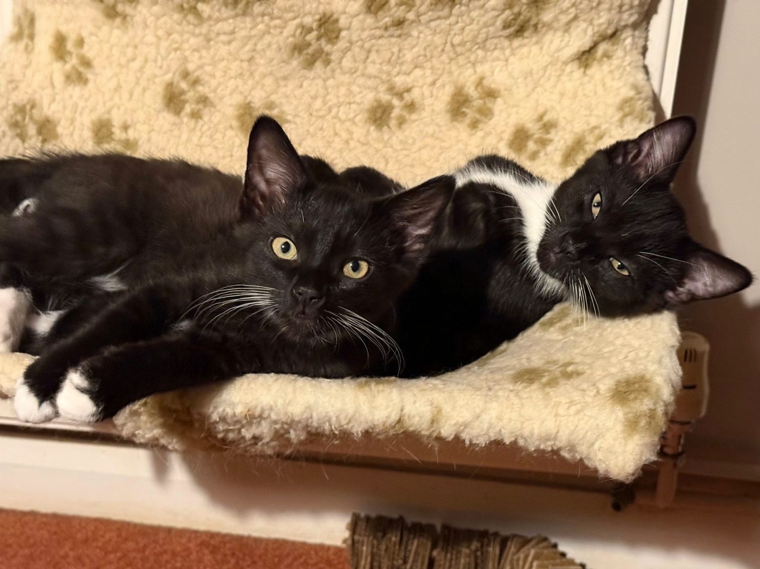 Cats Available Now – Worthing Cat Welfare Trust