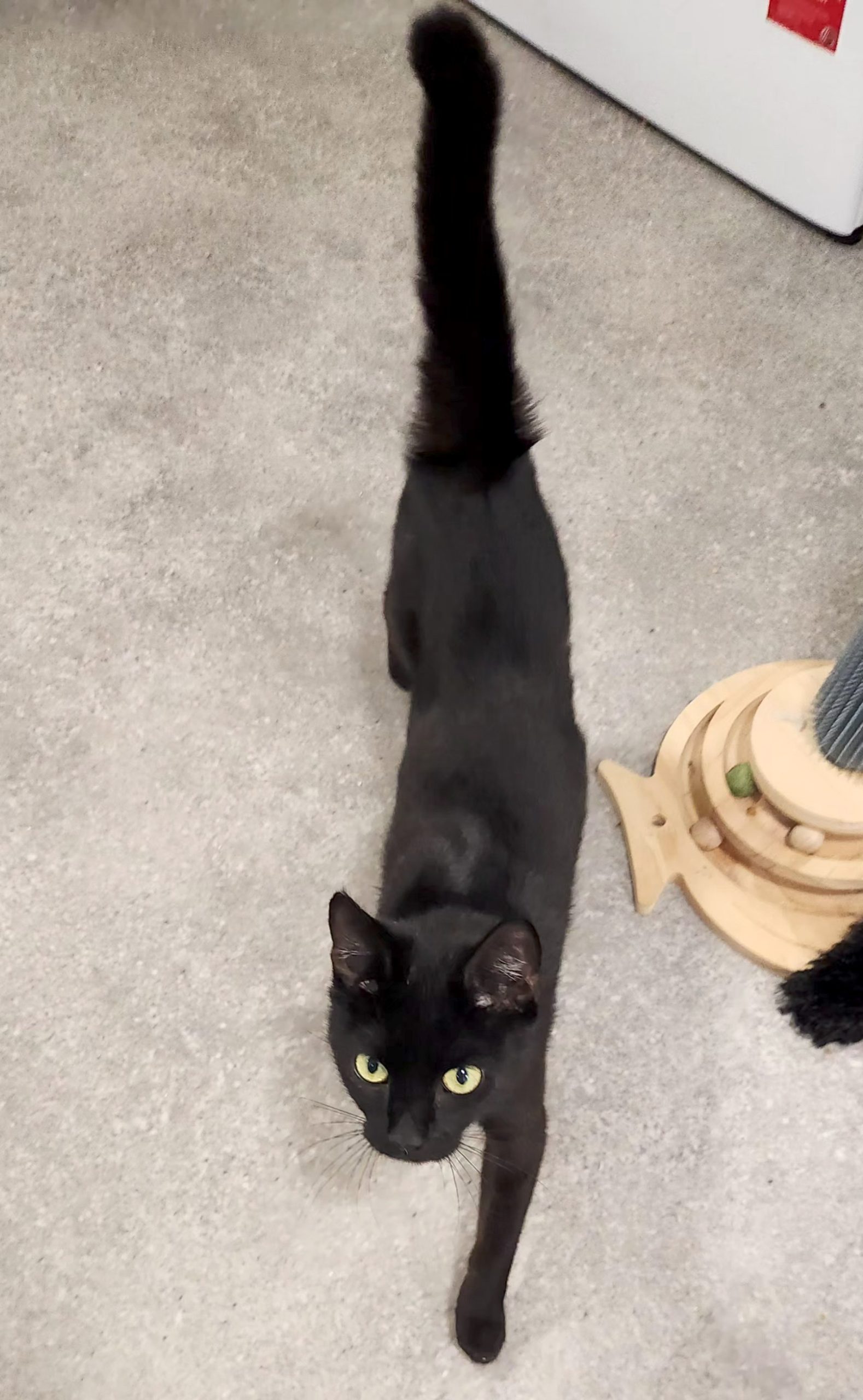 Cats Available Now – Worthing Cat Welfare Trust (CIO)