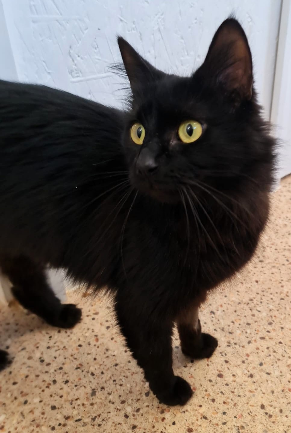 Cats Available Now – Worthing Cat Welfare Trust (CIO)